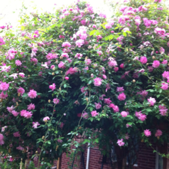 Old Blush Climbing Rose | Project Noah