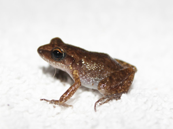 Rio Grande Chirping Frog | Project Noah