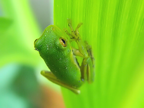 tree frog | Project Noah