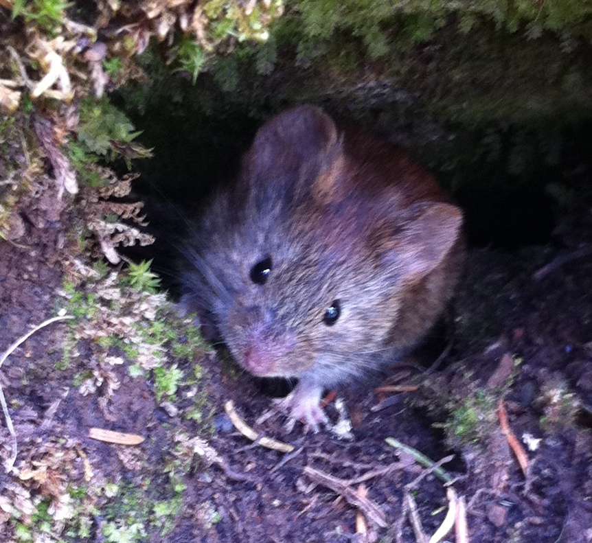 Southern Red-Backed Vole | Project Noah