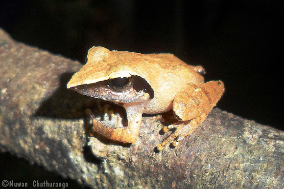 Sharp snouted shrub frog | Project Noah