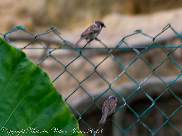 Tree Sparrow | Project Noah
