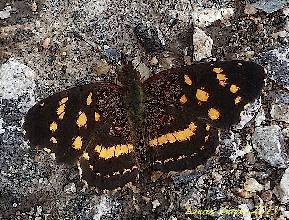 Nymphalid Butterfly | Project Noah