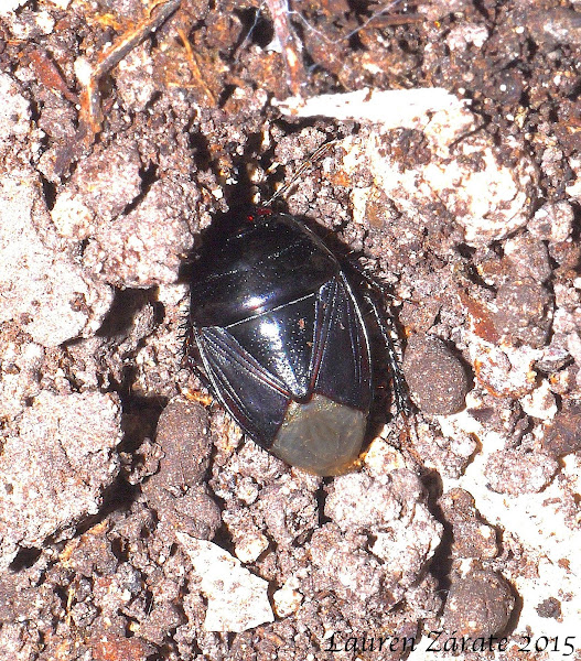 Burrowing Bug | Project Noah