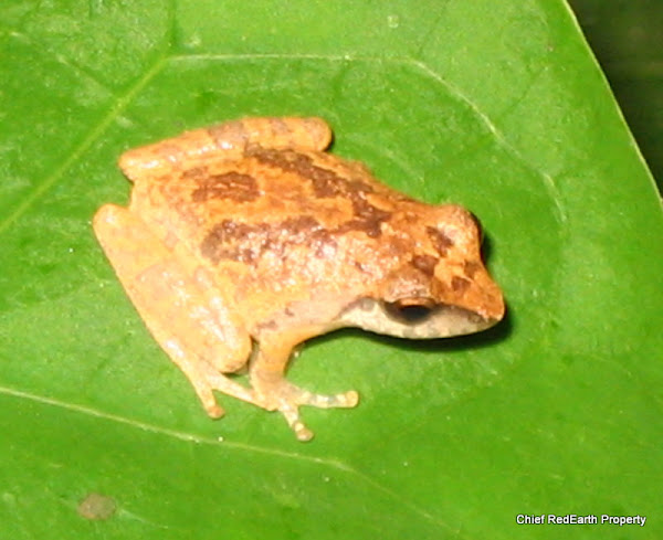Indian Tree Frog, Chunam tree frog, Himalayan tree frog | Project Noah