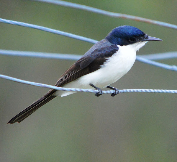 Restless Flycatcher | Project Noah