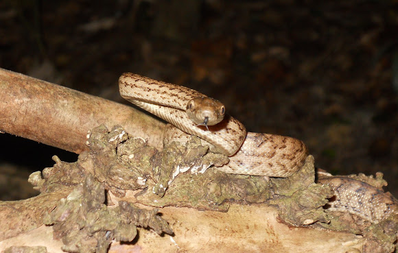 Puerto Rican Boa_ Boa puertorriqueña | Project Noah