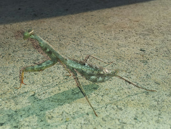 Carolina Praying mantis | Project Noah