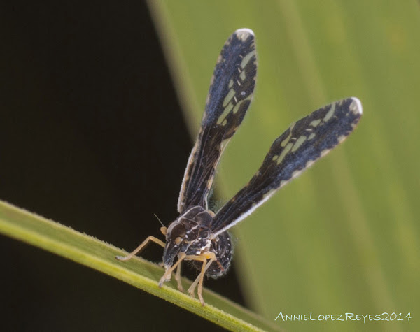 Derbid planthopper | Project Noah