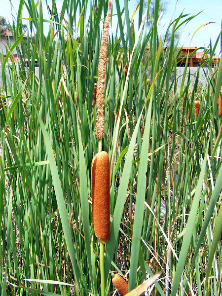 Bulrush | Project Noah