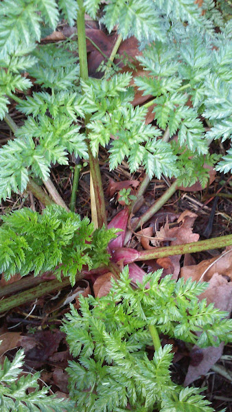 Poison hemlock | Project Noah