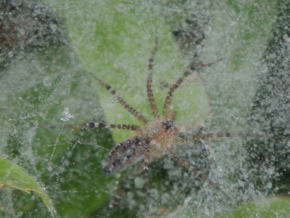 Tropical Tent-web Spider | Project Noah
