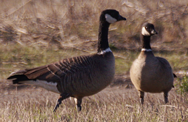 Aleutian Cackling Goose | Project Noah