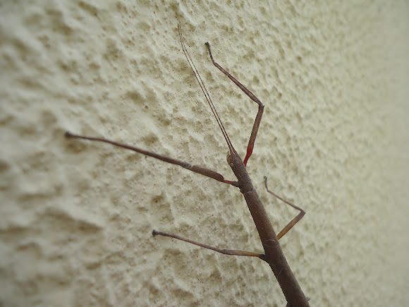 Portugese Stick Insect | Project Noah