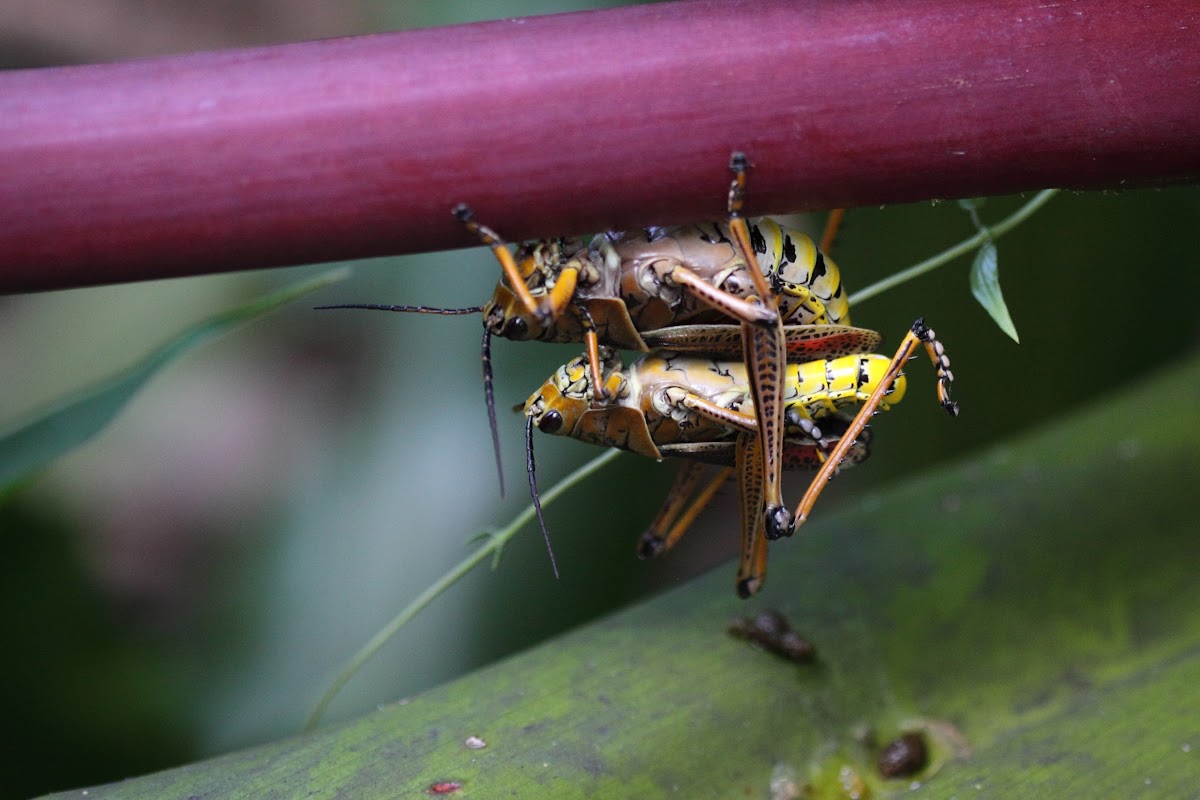 Eastern Lubber Grasshopper | Project Noah