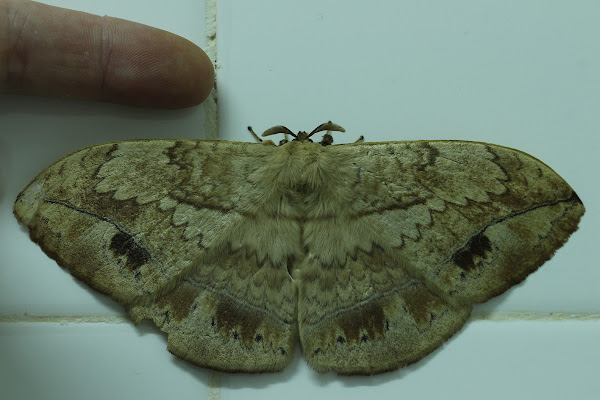 Monkey moth | Project Noah