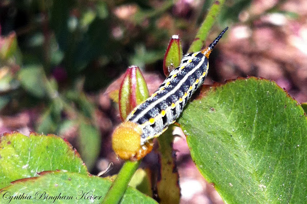 White-lined Sphinx | Project Noah