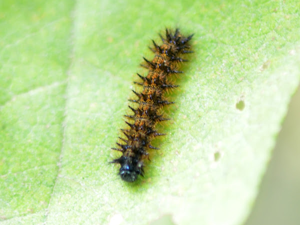 Checkerspot Caterpillar | Project Noah
