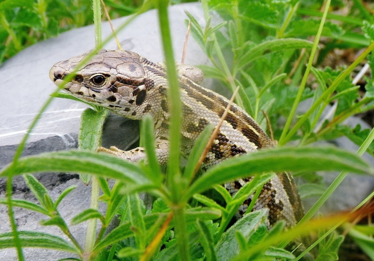 Sand Lizard | Project Noah