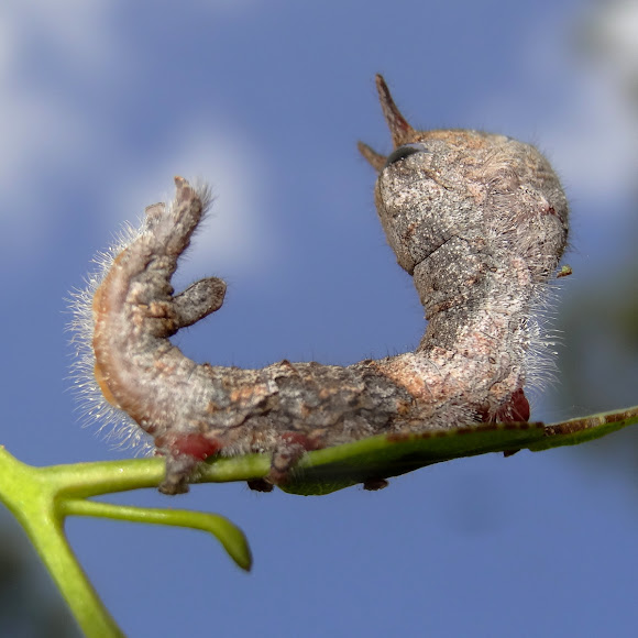 Gum Snout Moth Caterpillar | Project Noah