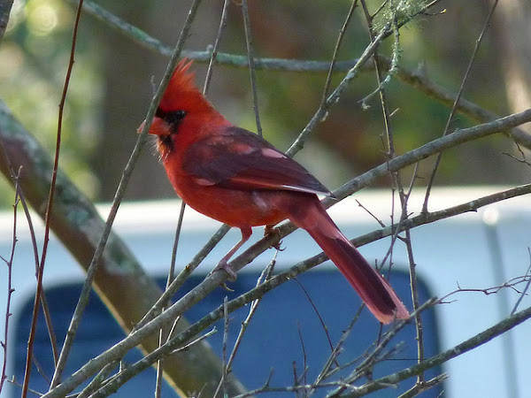leucistic Northern cardinals | Project Noah