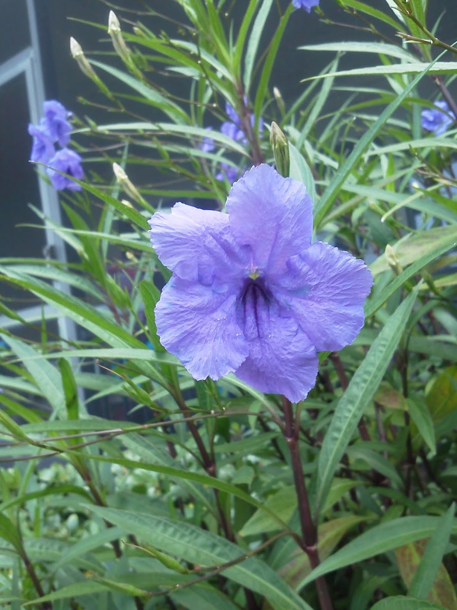 Wild Petunia | Project Noah