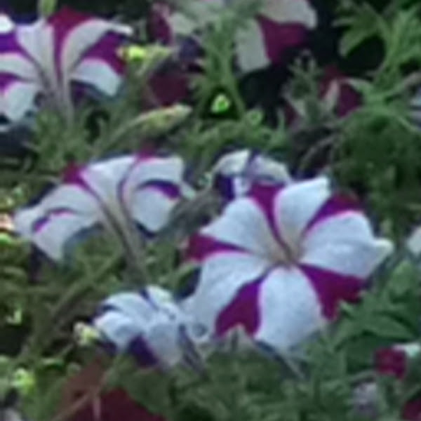 Petunia | Project Noah