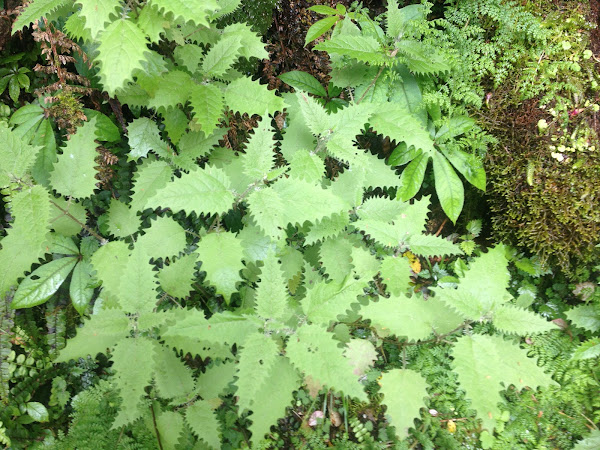 Tree Nettle / Ongaonga | Project Noah