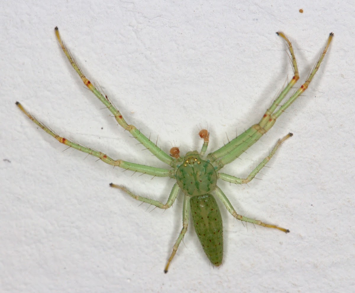 Crab Spider male | Project Noah