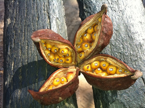 Semillas de brachichito | Project Noah