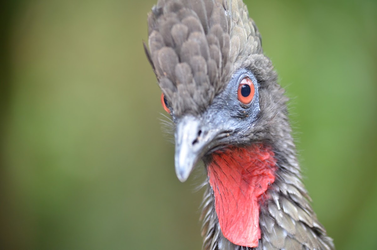 Pava Crestada | Project Noah