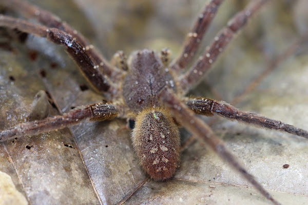 Brazilian Wandering Spider | Project Noah