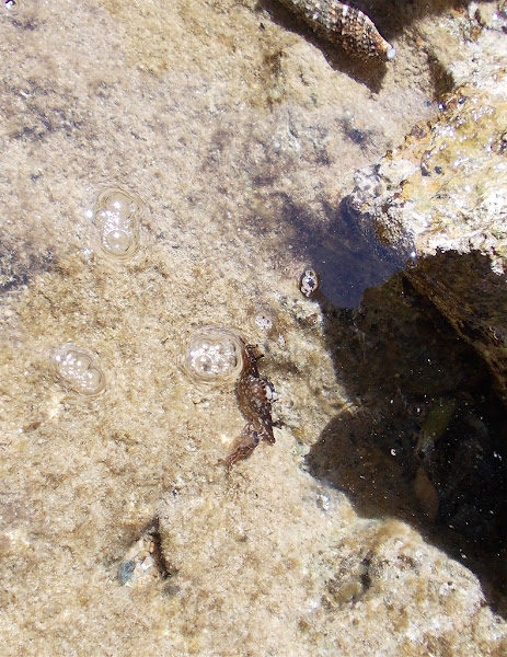 Dwarf sea hares mating | Project Noah
