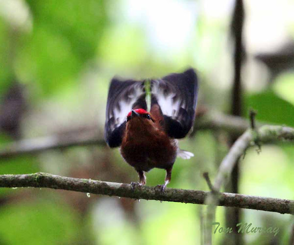 Club-winged Manakin | Project Noah