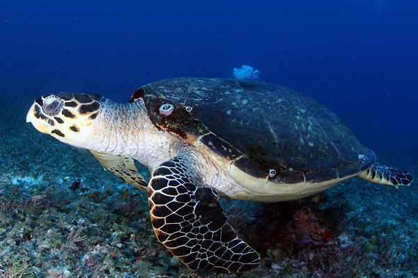 Hawksbill sea turtle | Project Noah