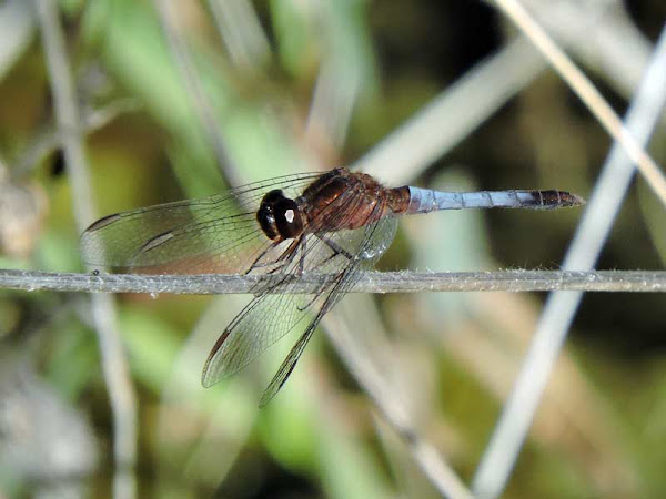 Plateau dragonlet | Project Noah