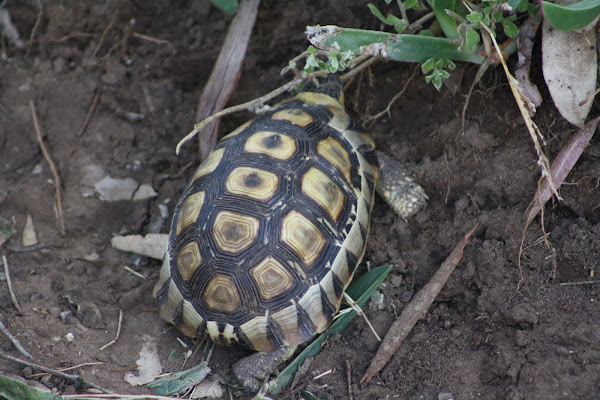 African Spurred Tortoise | Project Noah