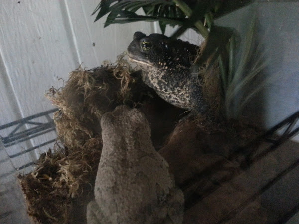 American Toad and Gray Treefrog | Project Noah