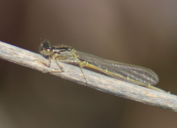 Fragile Forktail Damselfly | Project Noah