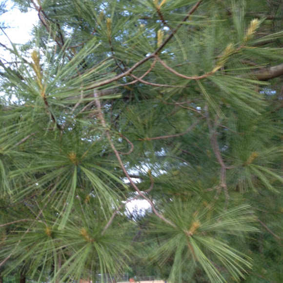 White pine | Project Noah