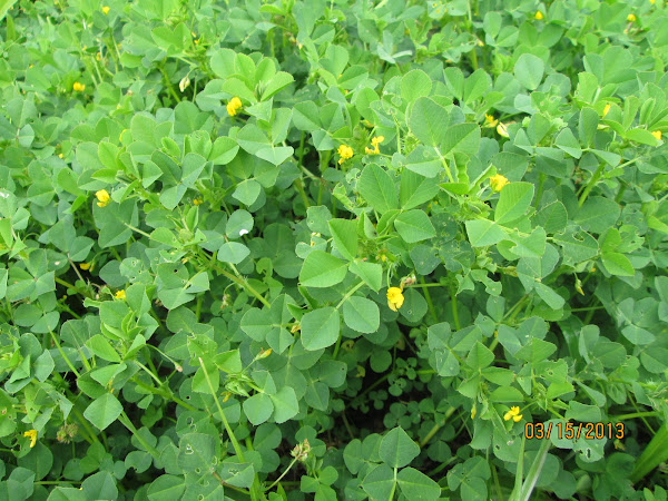 California Bur Clover | Project Noah