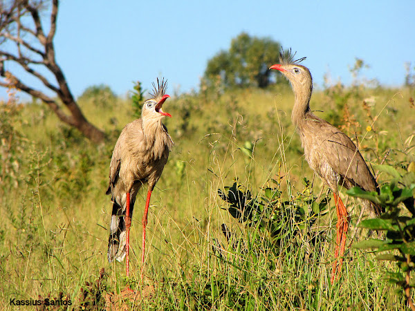 Red-legged Seriema | Project Noah