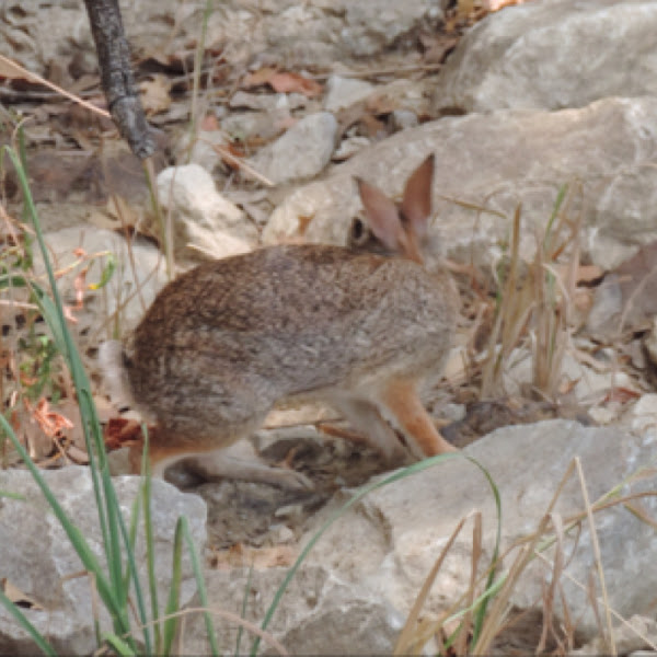 Eastern Cottontail | Project Noah