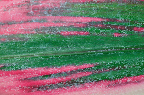 Cabbage tree leaf | Project Noah