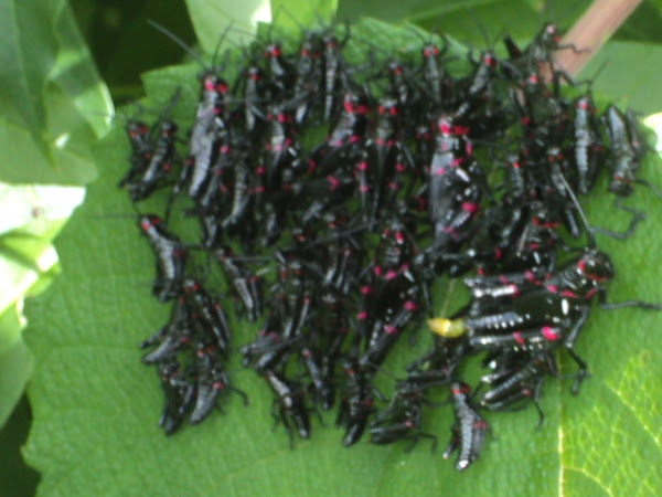 grilo preto | Project Noah