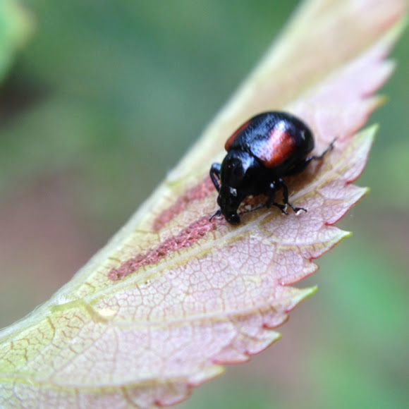 Oak Leafrolling Weevil | Project Noah