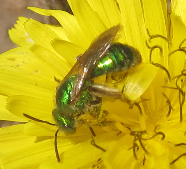Metallic Green Bee (female) | Project Noah