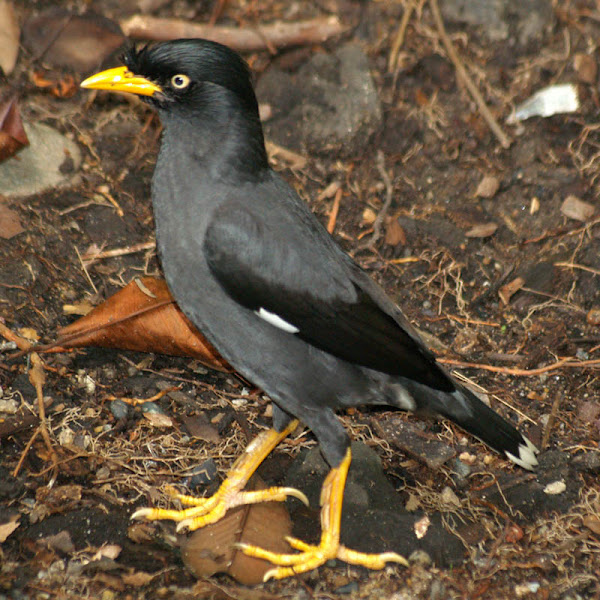White-vented Myna | Project Noah