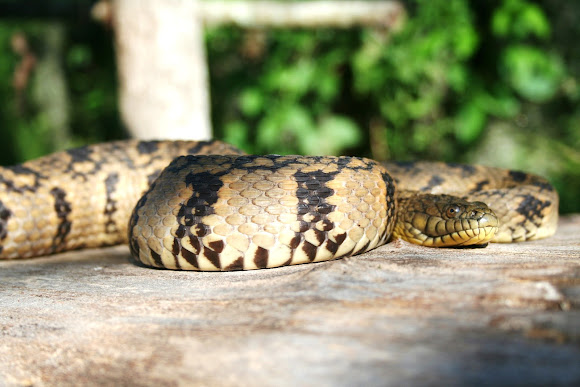 Diamond-backed Water Snake | Project Noah