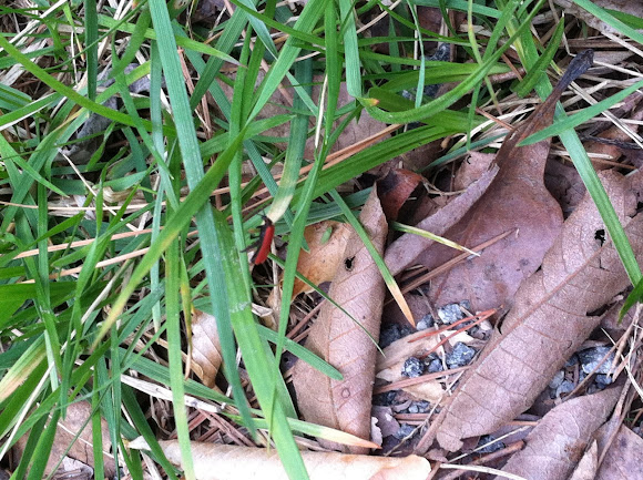 Boxelder Bug Nymph | Project Noah